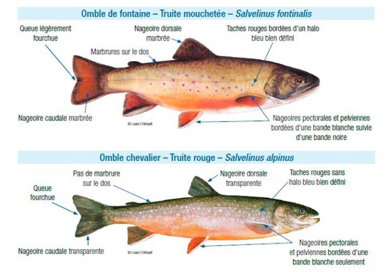 L’OMBLE CHEVALIER OQUASSA…QUESSÉ ÇA ! - Magazine 100% CHASSE PÊCHE